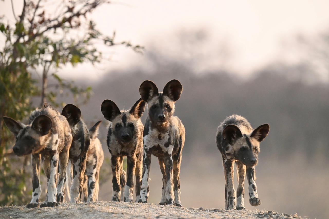 Painted Dog safari - Nature Travel Conservation